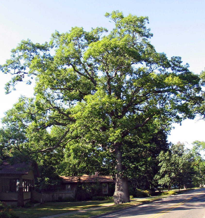 The Treaty Tree - Saugatuck-Douglas History Center